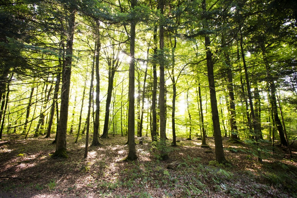 Découvrir la Meuse en images - Paysages - Gîtes des papillons